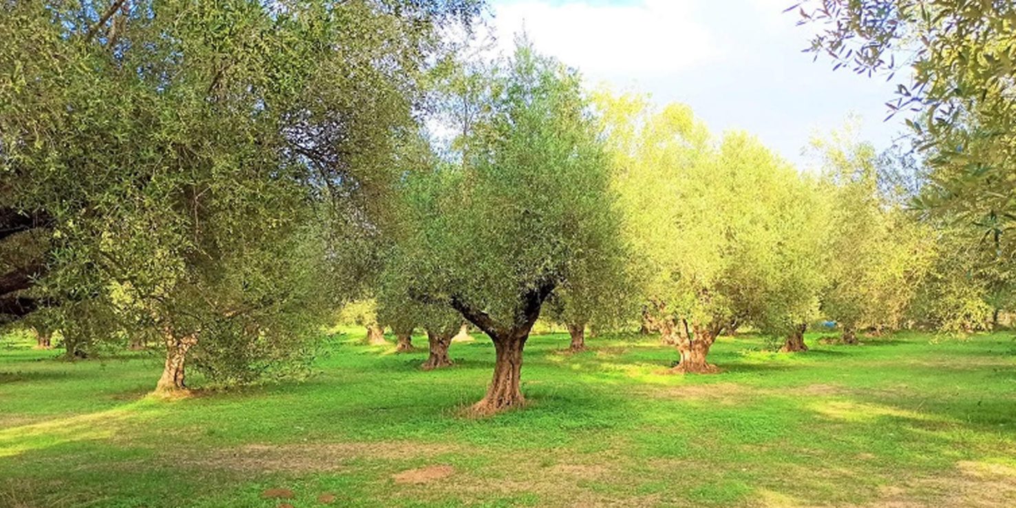 Βιολογική Καταπολέμηση του Δάκου • AgroCenter Τσαγκάρης