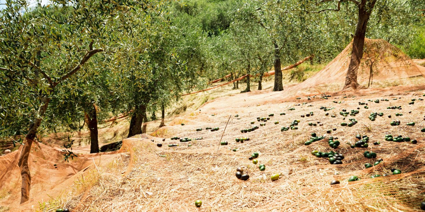 Διαχείριση εδάφους Ελαιώνα • AgroCenter Τσαγκάρης