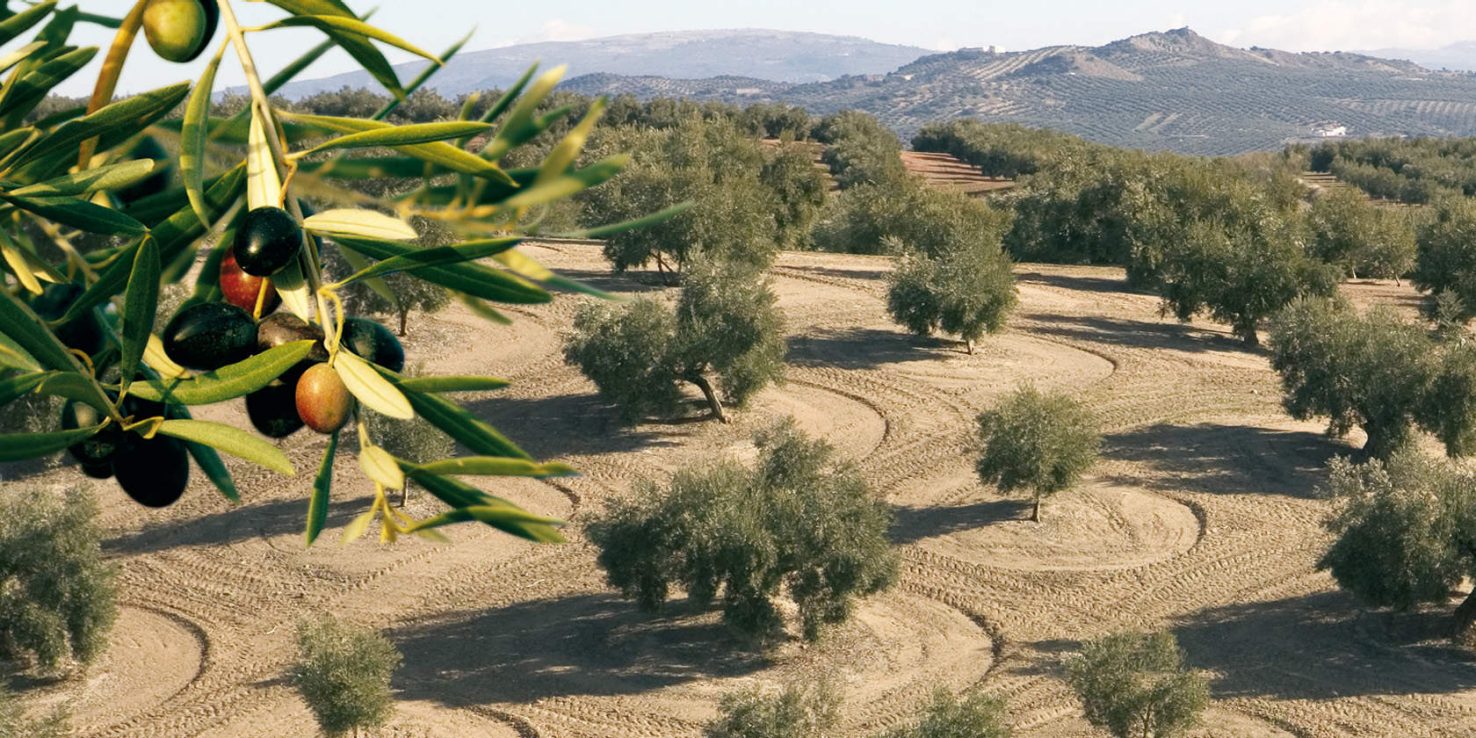 Τα 7 πιο συχνά λάθη στην καλλιέργεια Ελιάς • AgroCenter Τσαγκάρης